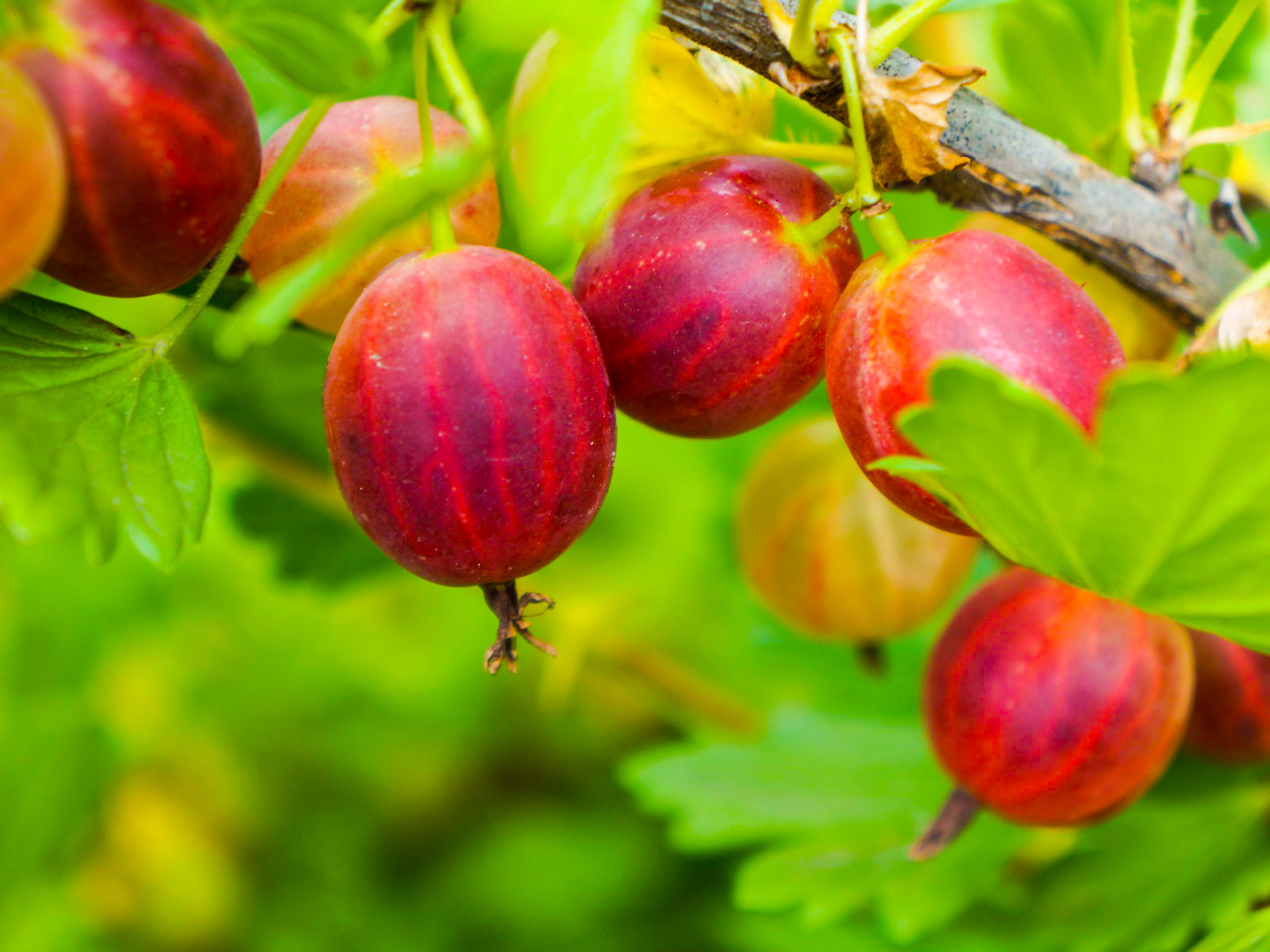 Agrest czerwony bezkolcowy 'Salut' - sadzonki - OwocoweDrzewa.pl