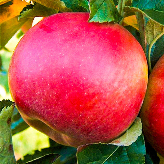 Jabłoń Novamac | OwocoweDrzewa.pl