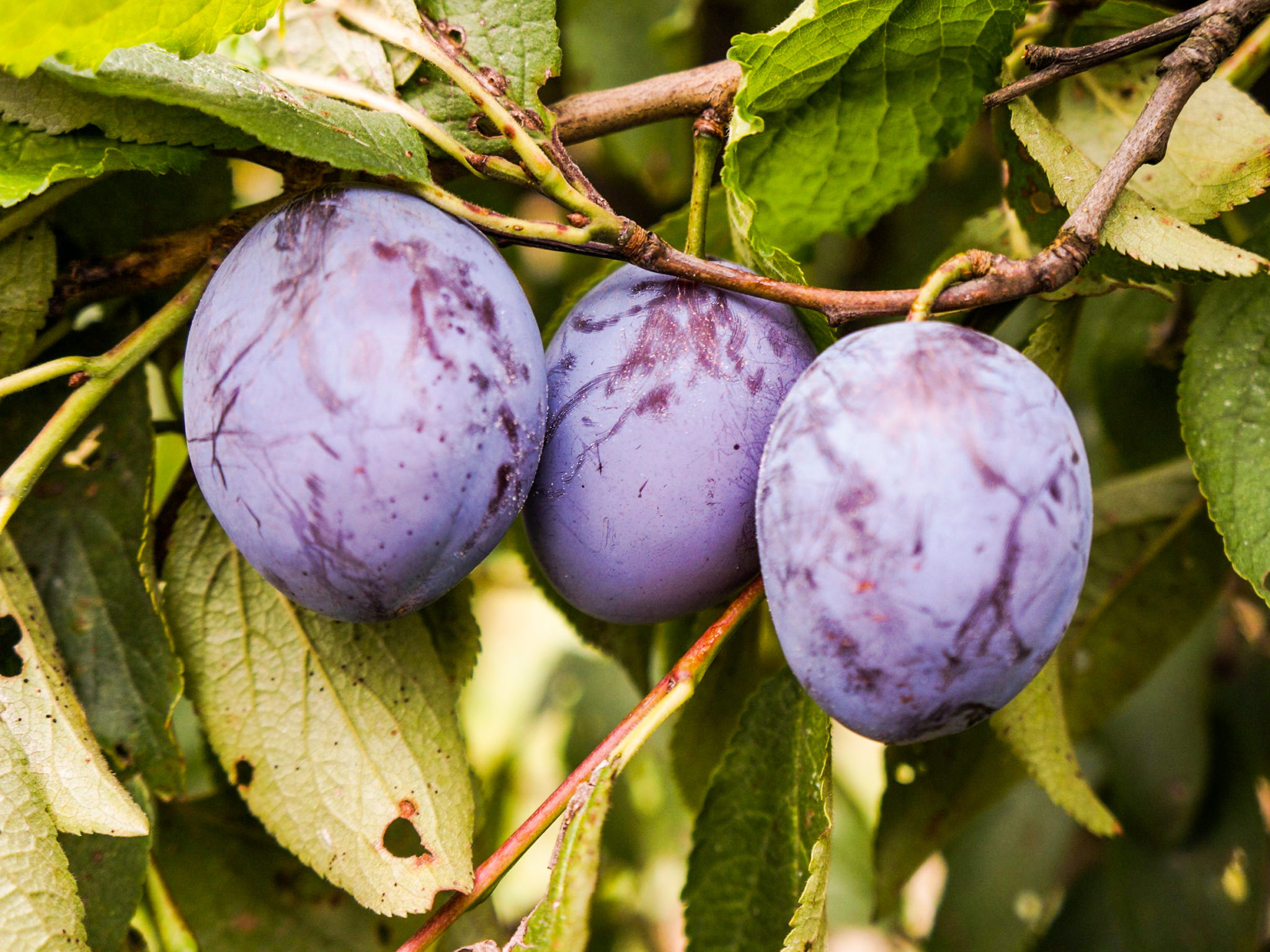 Śliwa 'Węgierka Zwykła' | Owocowe Drzewa