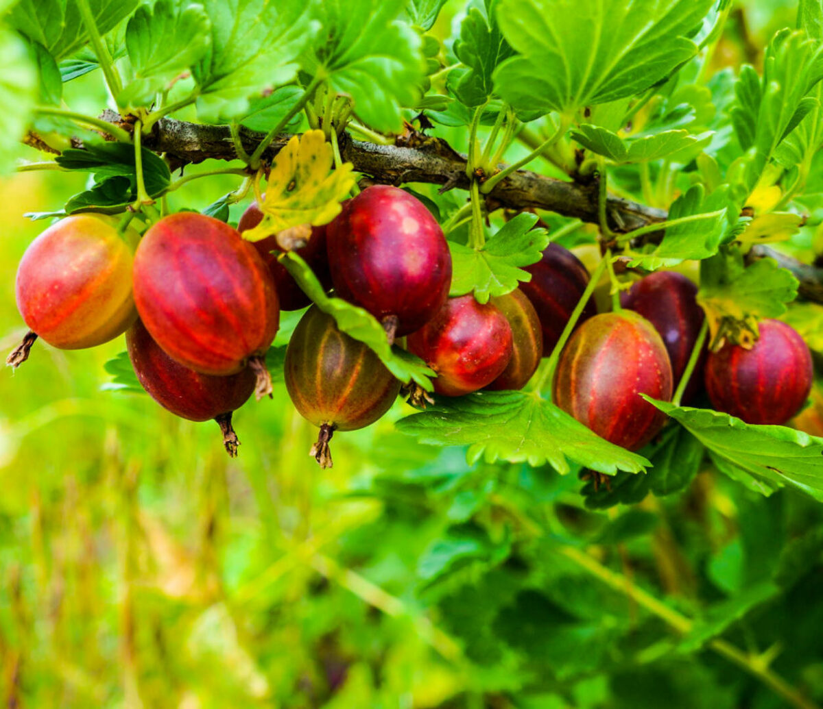 Agrest czerwony Niesłuchowski na pniu | OwocoweDrzewa.pl