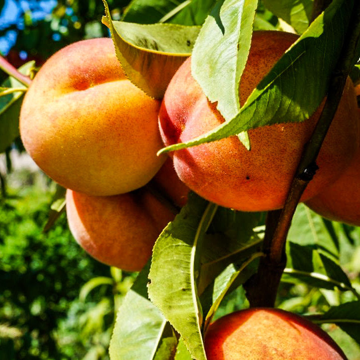 Brzoskwinia 'Royal vee' | Owocowe Drzewa