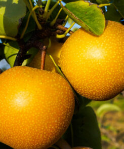 Grusza - sadzonki, stare i nowe odmiany | OwocoweDrzewa.pl