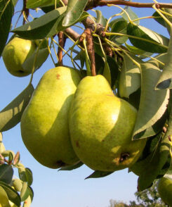 Grusza - sadzonki, stare i nowe odmiany | OwocoweDrzewa.pl