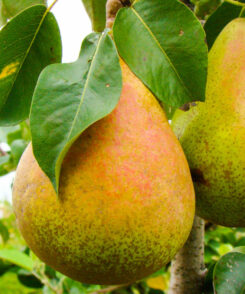 Grusza - sadzonki, stare i nowe odmiany | OwocoweDrzewa.pl