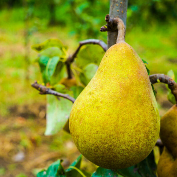 Grusza Paryżanka | OwocoweDrzewa.pl