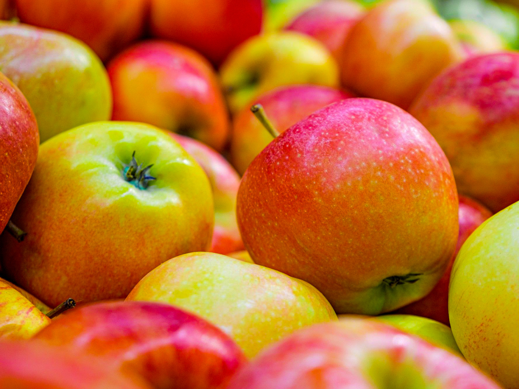 Jabłoń 'Jonagold' - sadzonki - OwocoweDrzewa.pl