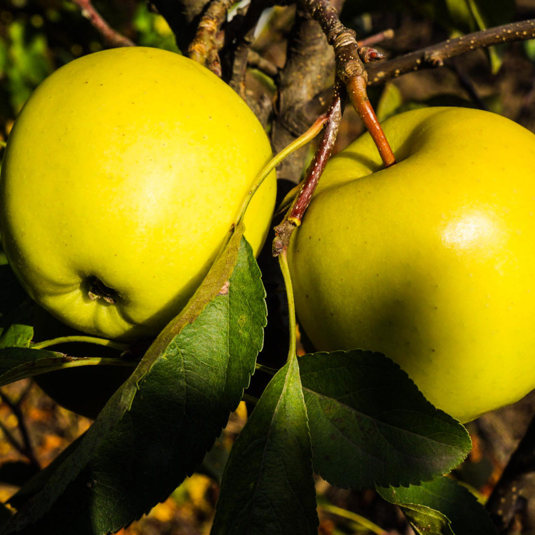 Jabłoń 'Golden Delicious' | Owocowe Drzewa