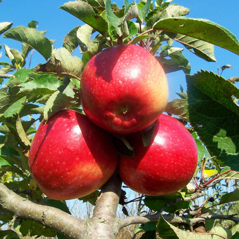 Jabłoń LIGOL - Duże owoce - Owocowe Drzewa