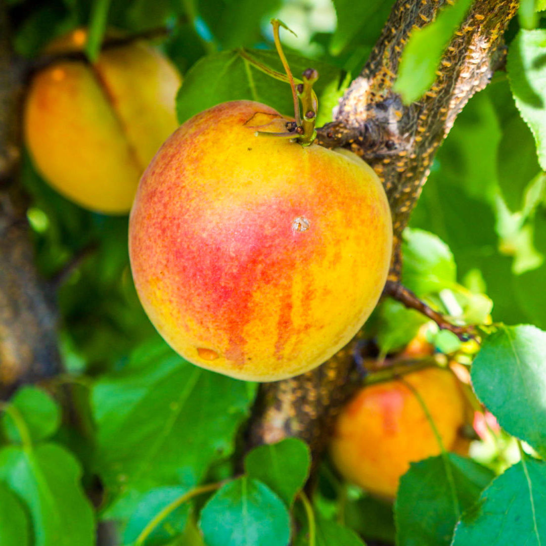 Morela 'Harcot' | Owocowe Drzewa