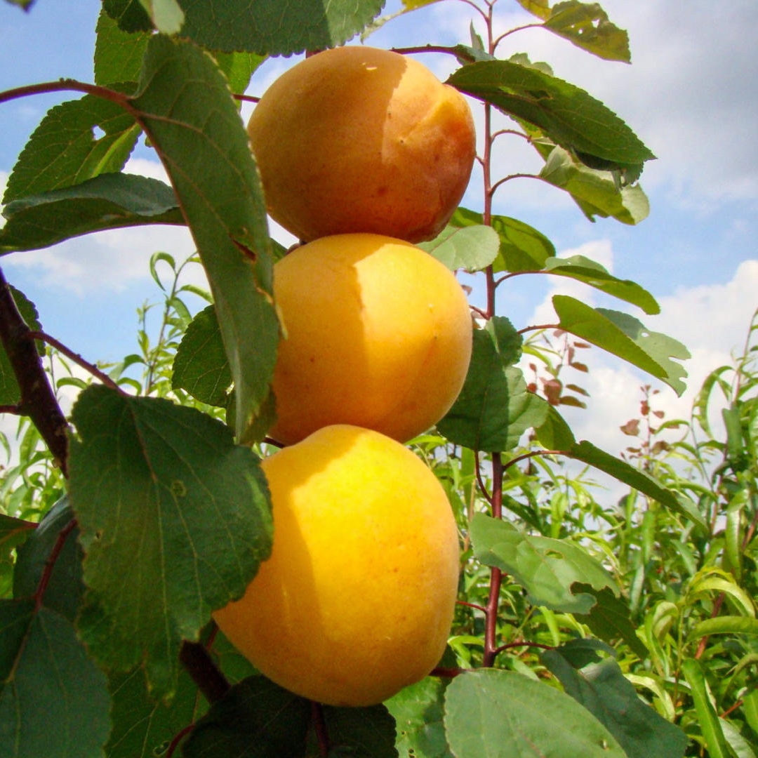 Morela 'Somo' | Owocowe Drzewa