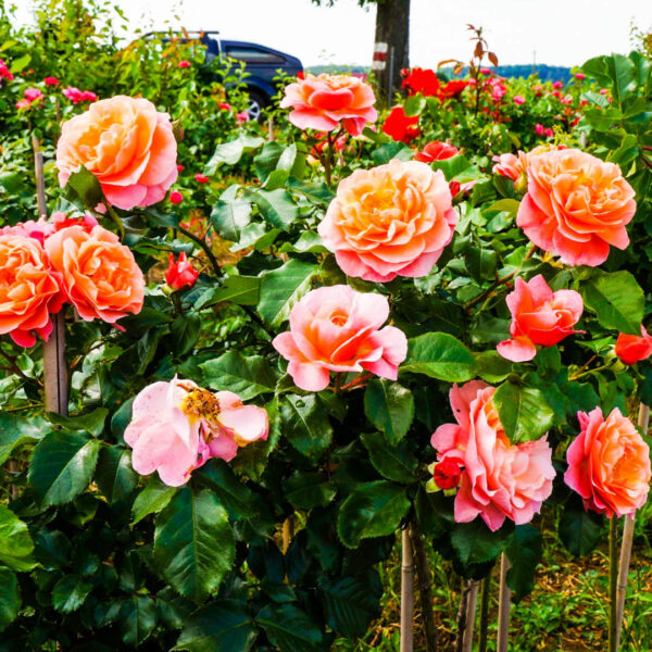 Róża pienna Maria | OwocoweDrzewa.pl