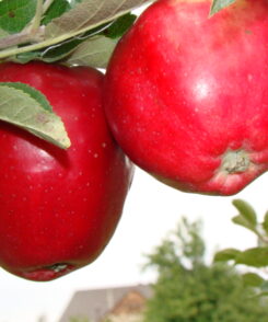 Jabłonie - Sadzonki. Nowe i Stare Odmiany - Owocowe Drzewa