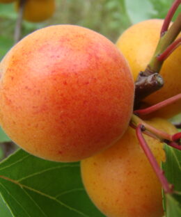 Morele - sadzonki moreli ze szkółki - Owocowe Drzewa