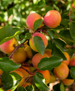 Morele - sadzonki moreli ze szkółki - Owocowe Drzewa