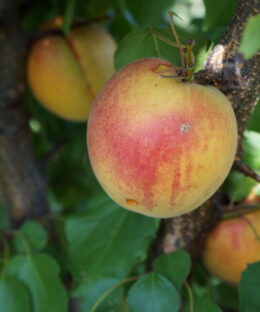 Morele - sadzonki moreli ze szkółki - Owocowe Drzewa