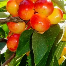 Czereśnia Rainier | OwocoweDrzewa.pl