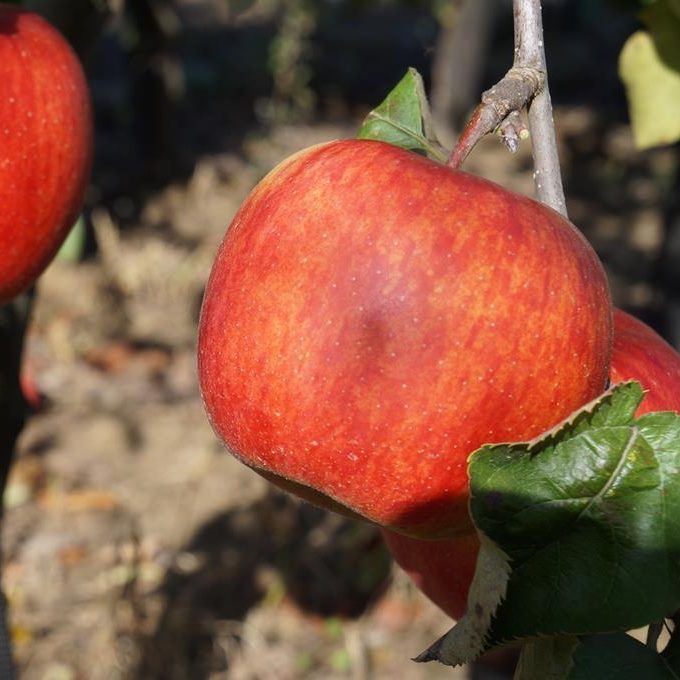 Jabłoń 'Freedom' - OwocoweDrzewa.pl