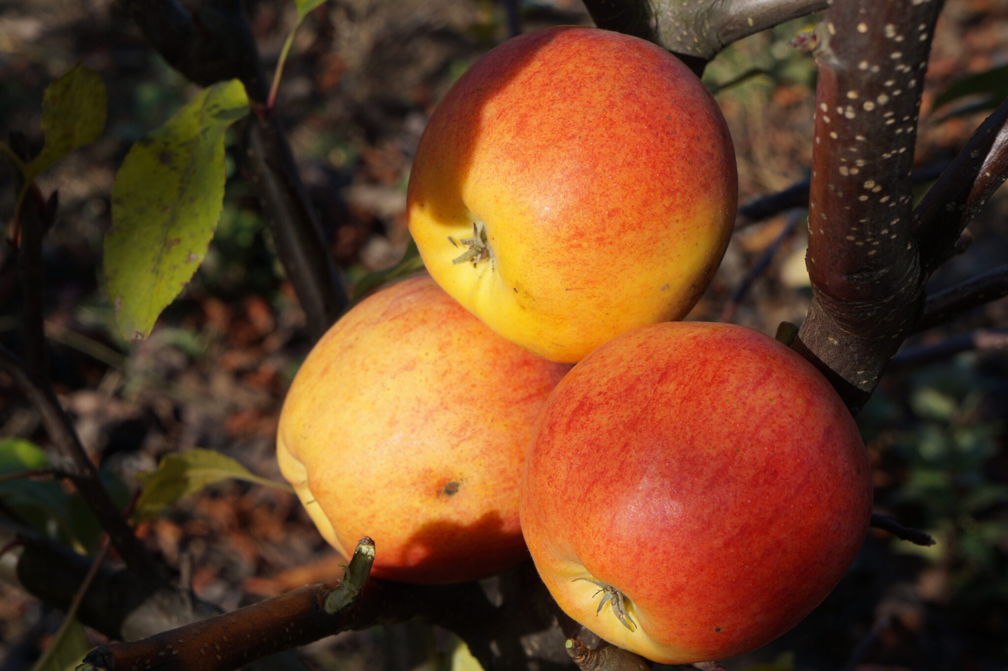Jabłoń Freedom | OwocoweDrzewa.pl
