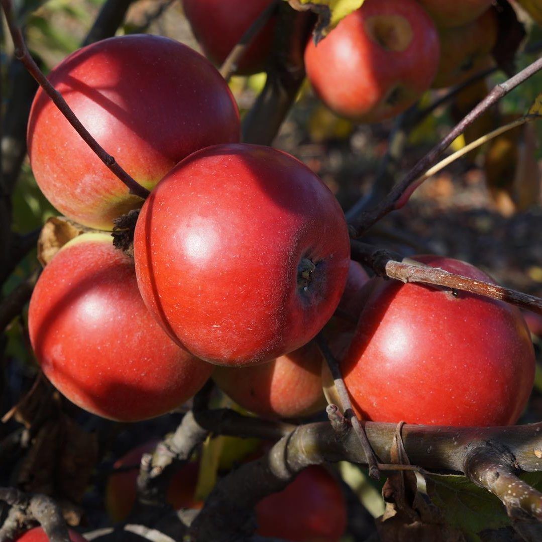 Jabłoń 'Idared' - OwocoweDrzewa.pl