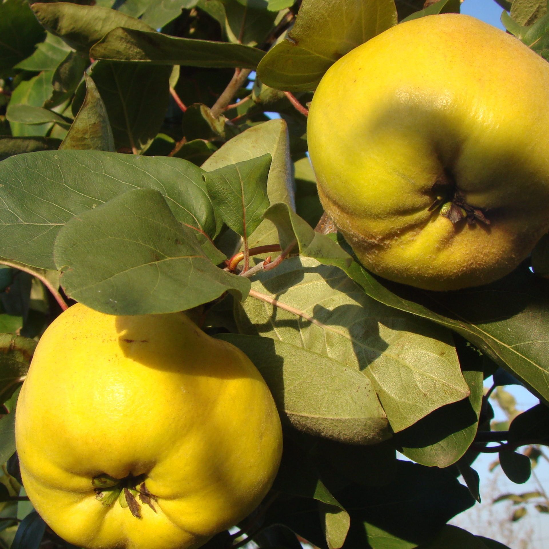 Pigwa wielkoowocowa 'Konstantynopol' - OwocoweDrzewa.pl