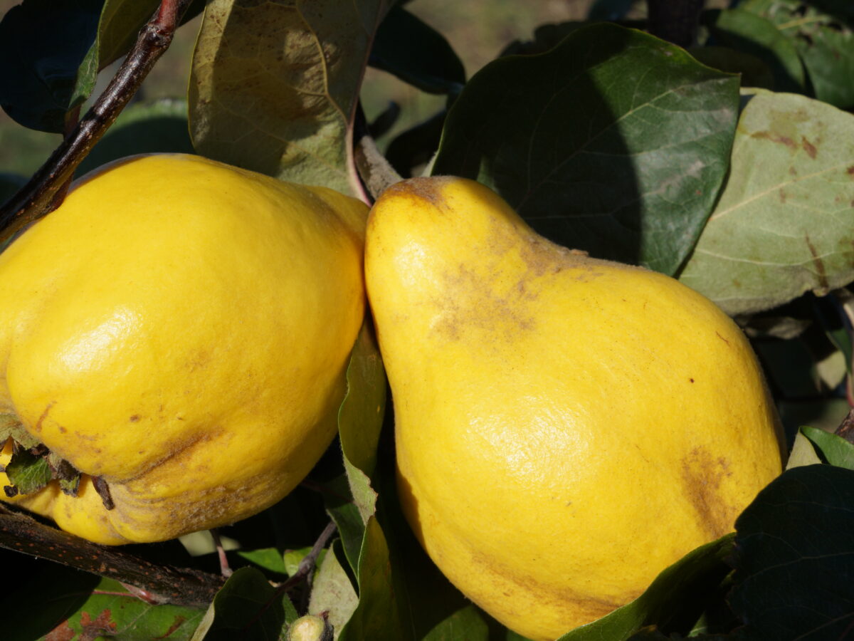 Pigwa wielkoowocowa Vranja | OwocoweDrzewa.pl