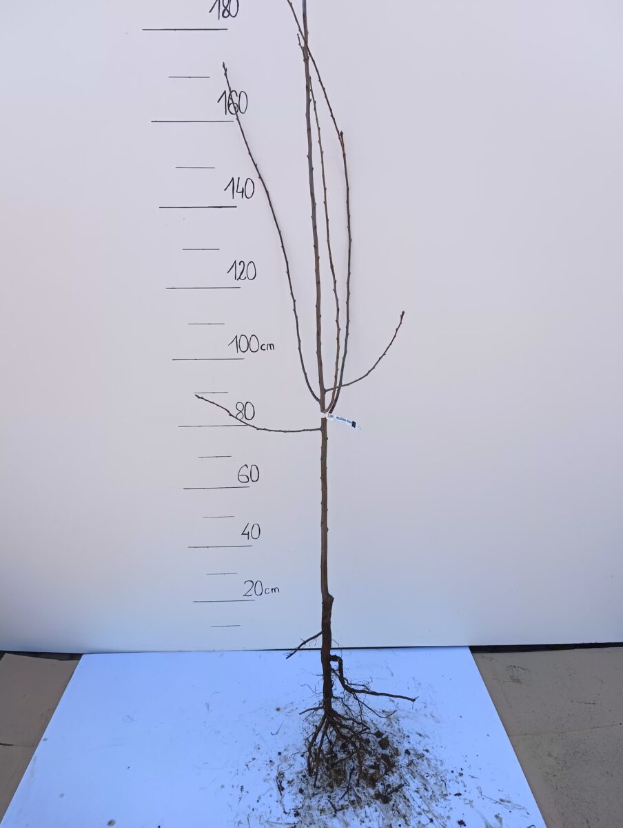 Śliwa Węgierka Biała | OwocoweDrzewa.pl