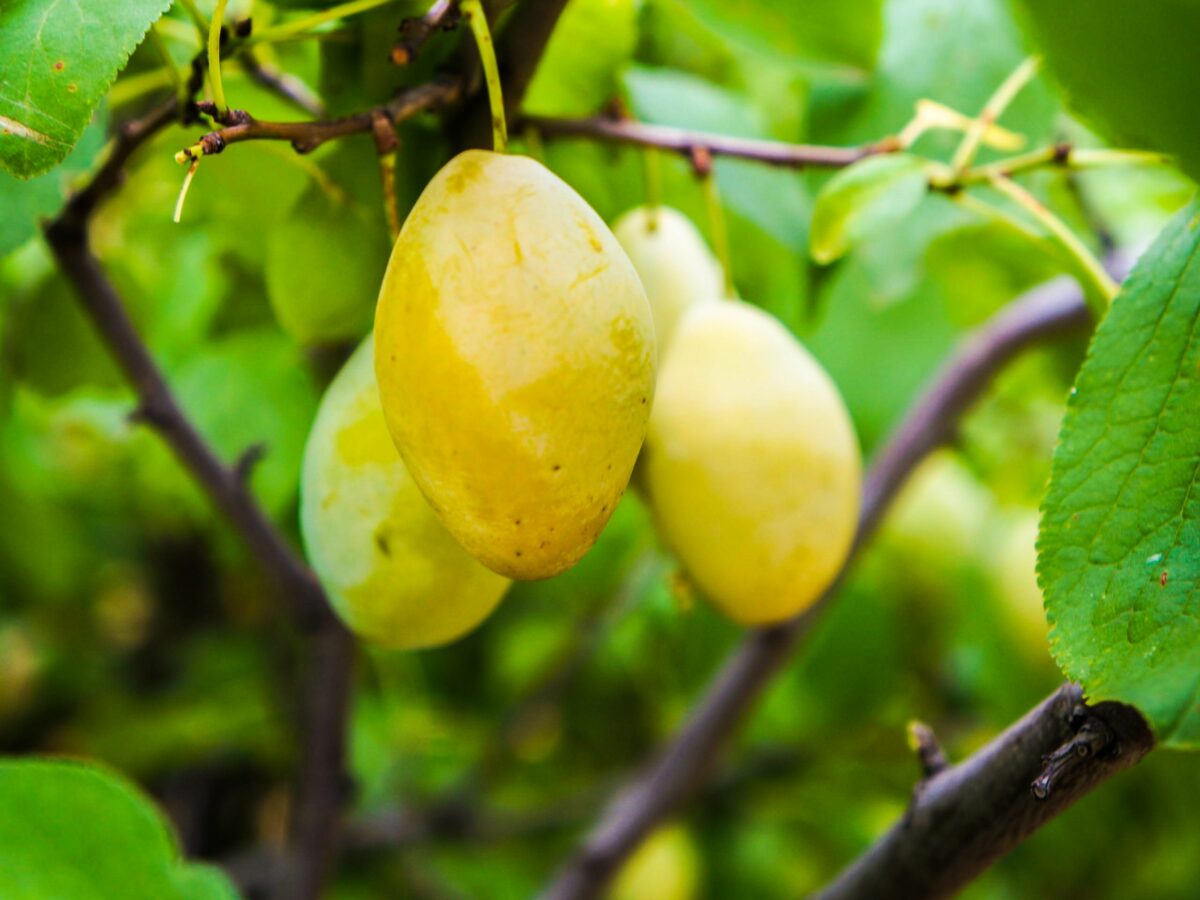 Śliwa Węgierka Biała | OwocoweDrzewa.pl